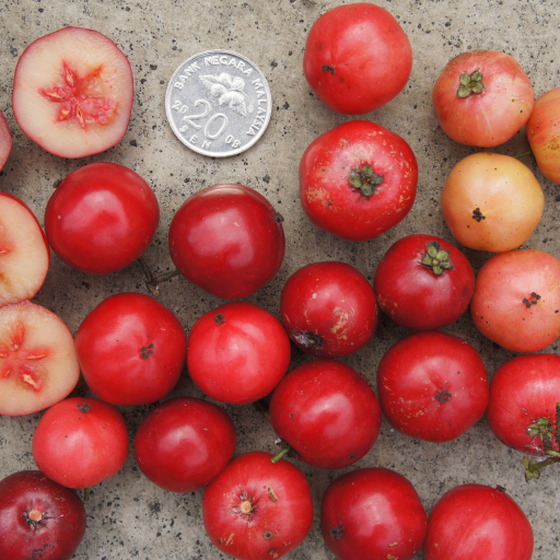 Rukam (Flacourtia Rukam) Plant Care & How to Grow, Water