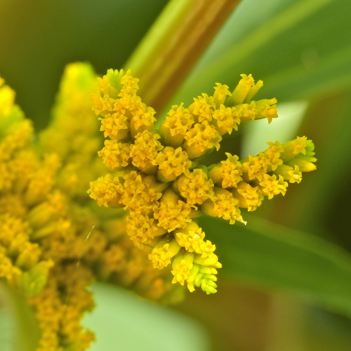 Coastal Plain Yellowtops (Flaveria Bidentis) Plant Care & How to Grow ...