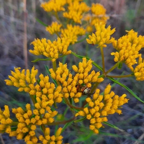 Yellowtop (Flaveria Linearis) Plant Care & How to Grow, Water