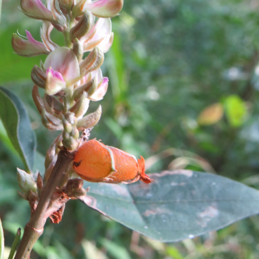 Flemingia (Flemingia Macrophylla) Plant Care & How to Grow, Water