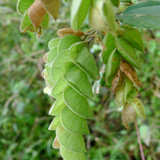 Wild Hops (Flemingia Strobilifera) Plant Care & How to Grow, Water