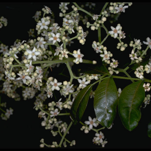 Australian-Teak (Flindersia Australis) Plant Care & How to Grow, Water