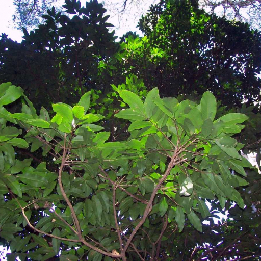 Flindersia Bennettii Plant Care & How to Grow, Water