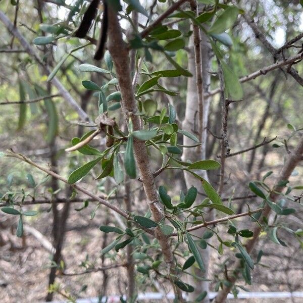 Scrub Leopardwood (Flindersia Dissosperma) Plant Care & How to Grow, Water