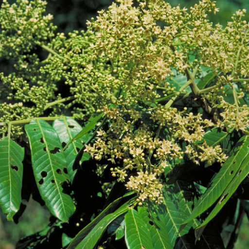 Bumpy Ash (Flindersia Schottiana) Plant Care & How to Grow, Water
