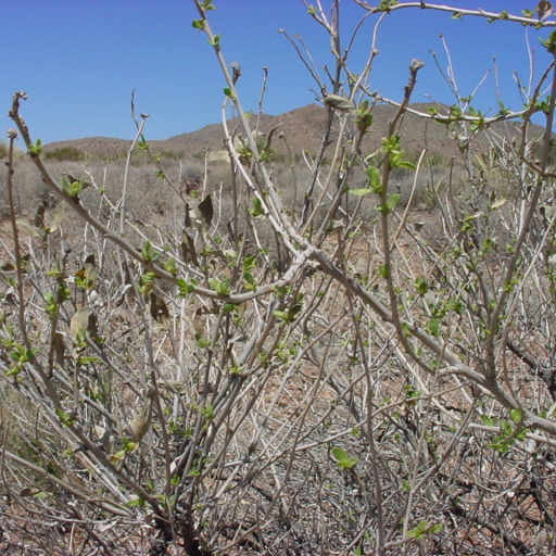 American Tarwort (Flourensia Cernua) Plant Care & How to Grow, Water