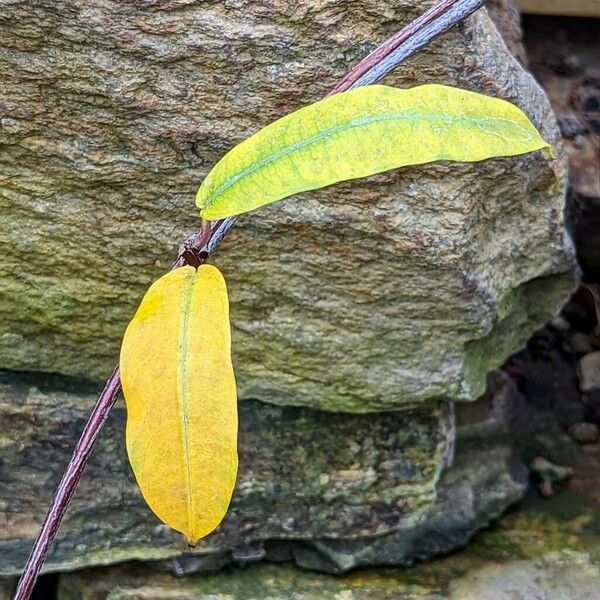 Kambroo (Fockea Angustifolia) Plant Care & How to Grow, Water
