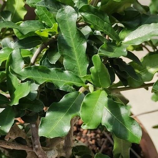 Cape Kambro (Fockea Capensis) Plant Care & How to Grow, Water