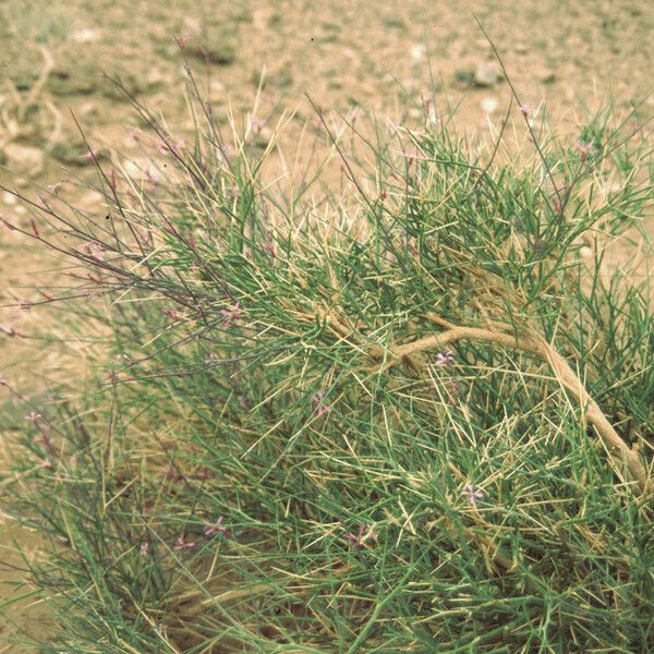 Foleyola Billotii Plant Care & How to Grow, Water