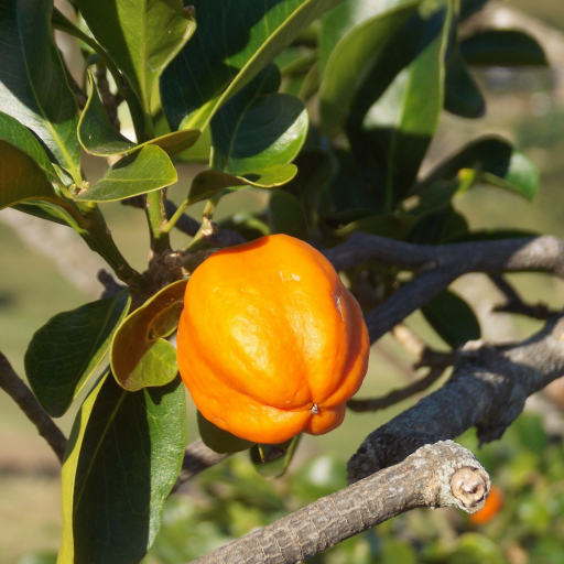 Fontainea Pancheri Plant Care & How to Grow, Water