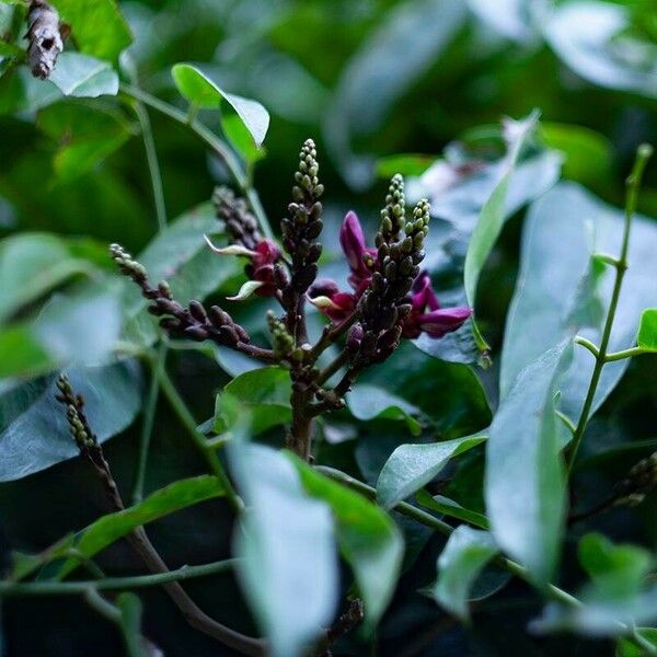 Fordia Cauliflora Care Guide: Water, Soil & Propagation - Plantiary