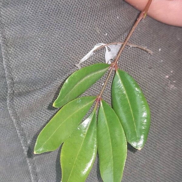 Inkbush (Forestiera Eggersiana) Plant Care & How to Grow, Water