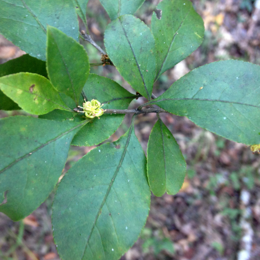 Upland Swamp-Privet (Forestiera Ligustrina) Plant Care & How to Grow, Water