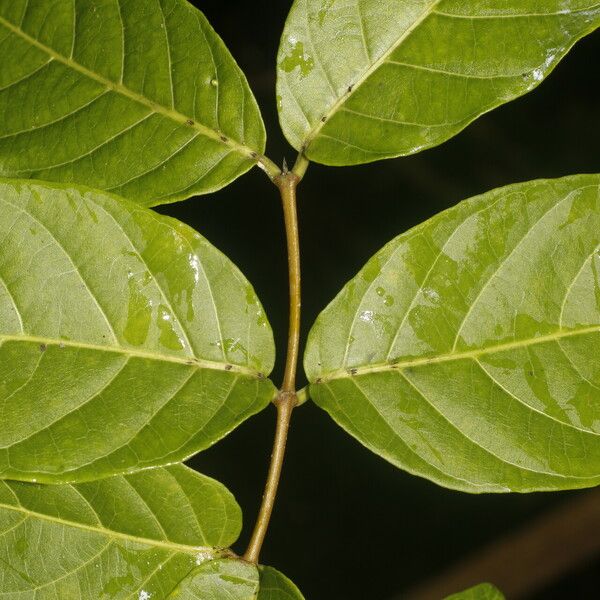 Forsteronia Myriantha Care Guide: Water, Soil & Propagation - Plantiary
