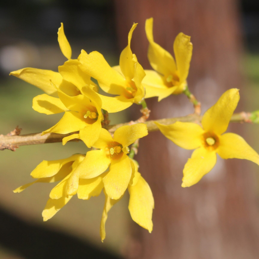 Clerodendrums (Clerodendrum) Plant Care & How to Grow, Water