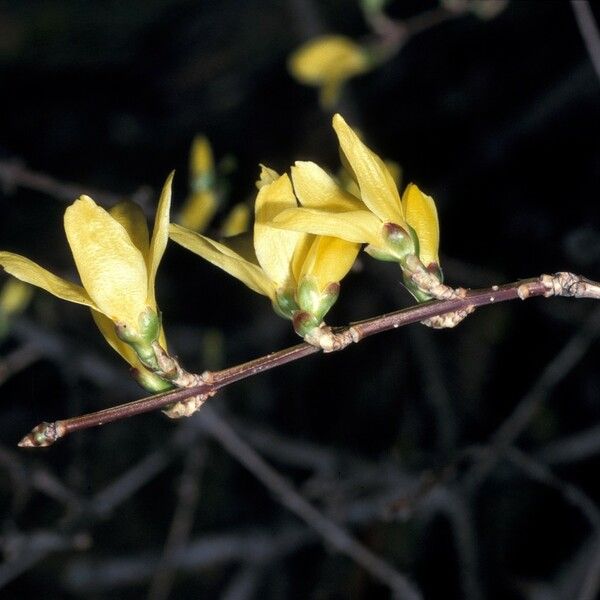 Forsythia Japonica Plant Care & How to Grow, Water