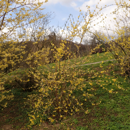 Early Forsythia (Forsythia Ovata) Plant Care & How to Grow, Water