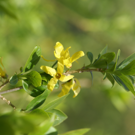 Greenstem Forsythia (Forsythia Viridissima) Plant Care & How to Grow, Water