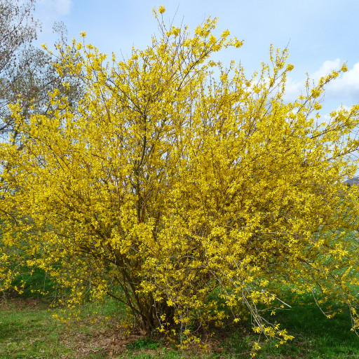 Border Forsythia (Forsythia X Intermedia) Plant Care & How to Grow, Water
