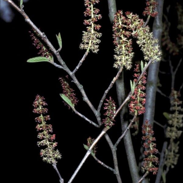 Fortunearia (Fortunearia Sinensis) Plant Care & How to Grow, Water