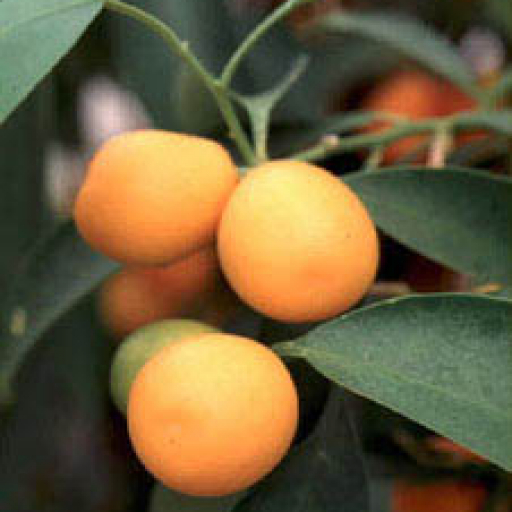 Marumi Kumquat (Fortunella Japonica) Plant Care & How to Grow, Water