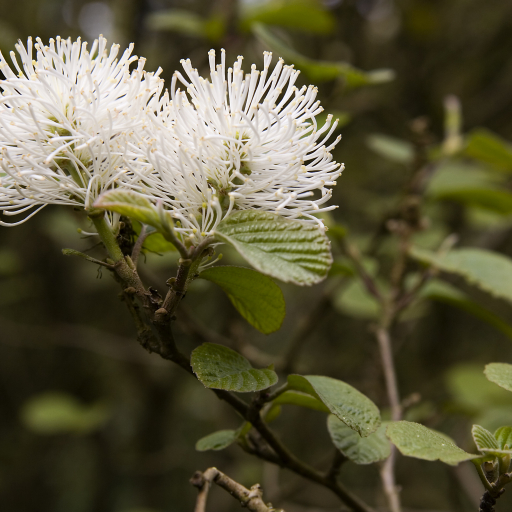 Mountain Witchalder (Fothergilla Major) Plant Care & How to Grow, Water