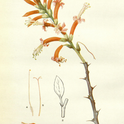 Fouquieria Formosa Plant Care & How to Grow, Water