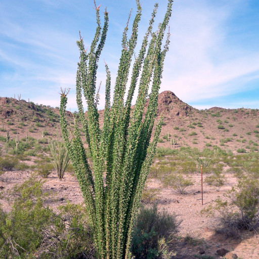 Ocotillo (Fouquieria Splendens) Plant Care & How to Grow, Water