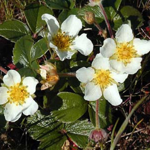 Pine-Strawberry (Fragaria Chiloensis) Plant Care & How to Grow, Water