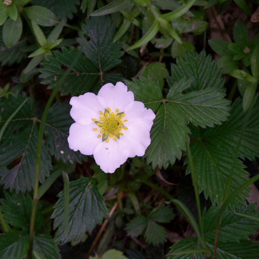 Himalayan Strawberry (Fragaria Nubicola) Plant Care & How to Grow, Water