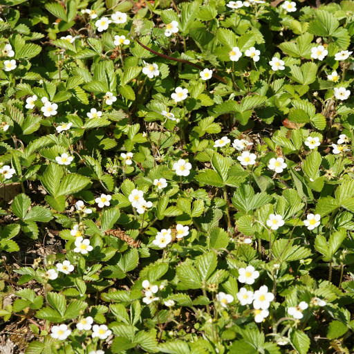 Wild Strawberry (Fragaria Vesca) Plant Care & How to Grow, Water