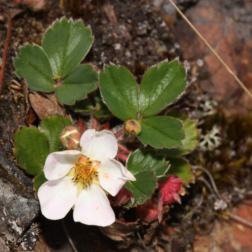 Wild Strawberry (Fragaria Virginiana) Plant Care & How to Grow, Water