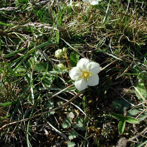 Green Strawberry (Fragaria Viridis) Plant Care & How to Grow, Water