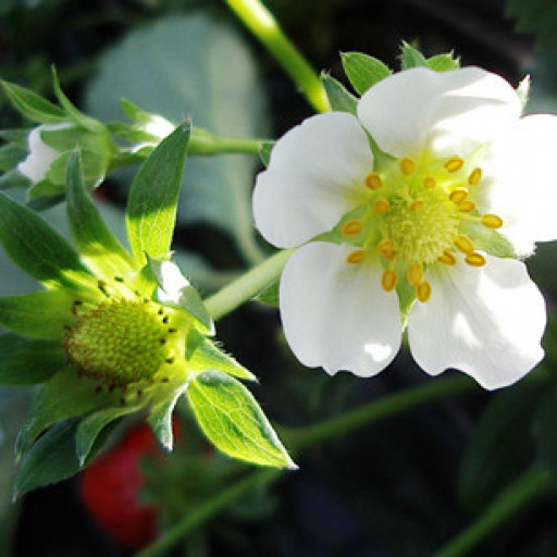 Garden Strawberry (Fragaria X Ananassa) Plant Care & How to Grow, Water