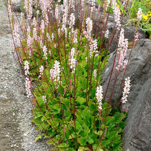 Bridalwreath (Francoa Sonchifolia) Plant Care & How to Grow, Water