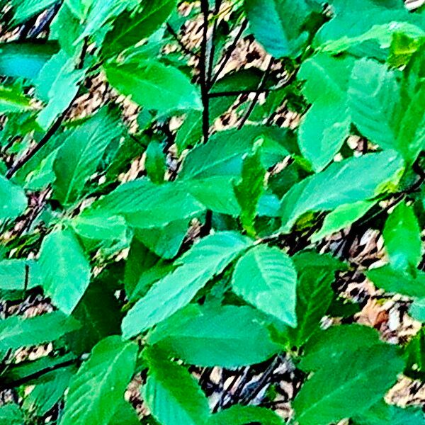 Birch-Leaf Buckthorn (Frangula Betulifolia) Plant Care & How to Grow, Water