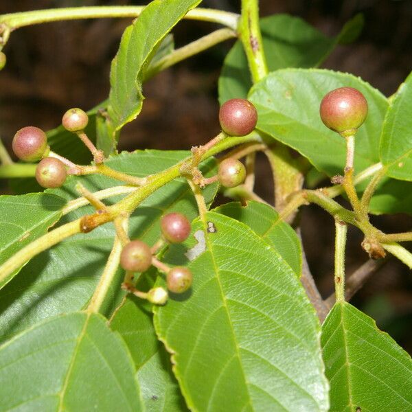 Frangula Pendula Plant Care & How to Grow, Water