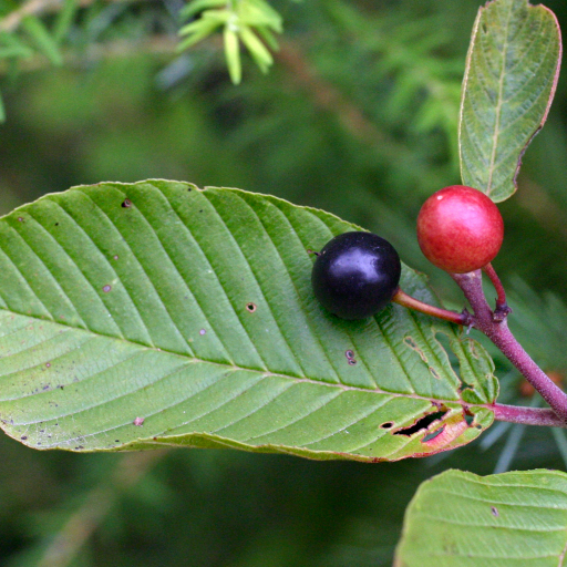 Cascara Serpentine Buckthorn (Frangula Purshiana) Plant Care & How to ...