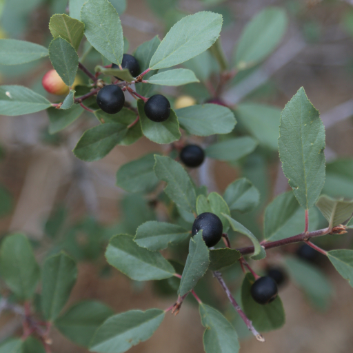 Yosemite Buckthorn (Frangula Rubra) Plant Care & How to Grow, Water