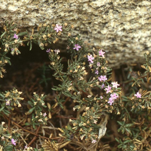 Alkali Seaheath (Frankenia Salina) Plant Care & How to Grow, Water