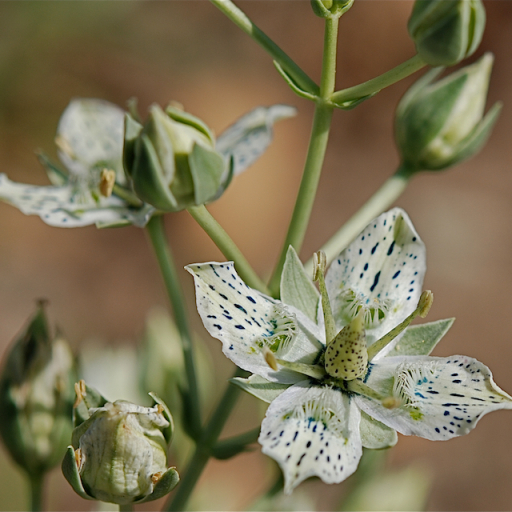 Coahuila Frasera (Frasera Parryi) Care Guide: Water, Soil & Propagation ...