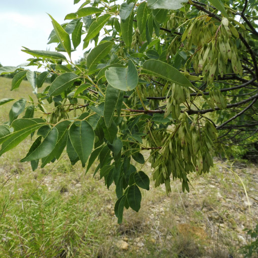 Texas Ash (Fraxinus Albicans) Plant Care & How to Grow, Water