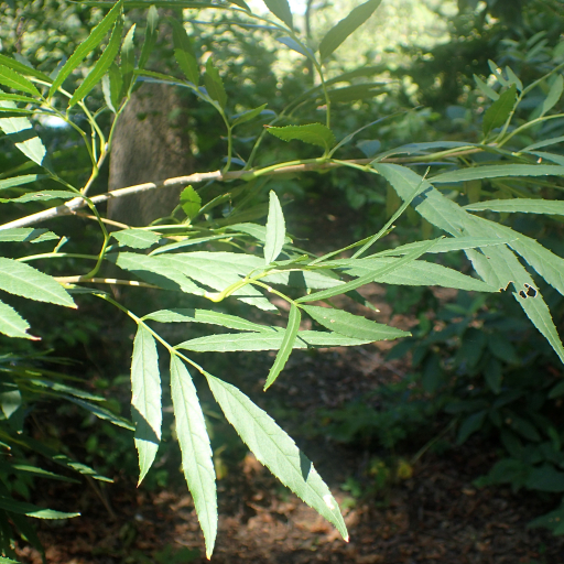 Fraxinus Baroniana Plant Care & How to Grow, Water