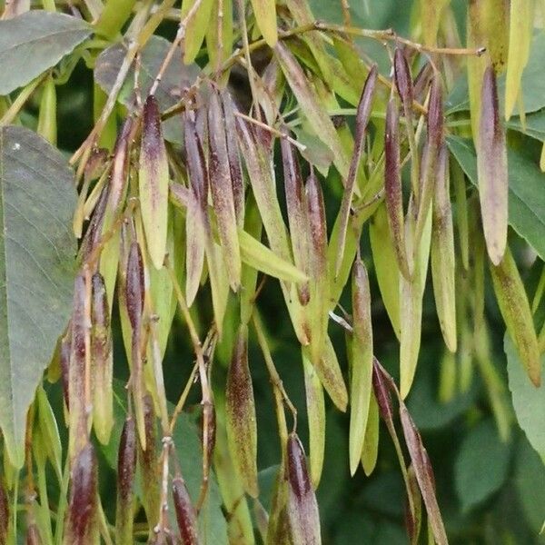 Northern Ash (Fraxinus Bungeana) Plant Care & How to Grow, Water