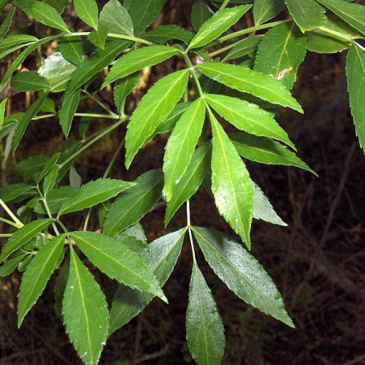 Carolina Ash (Fraxinus Caroliniana) Plant Care & How to Grow, Water