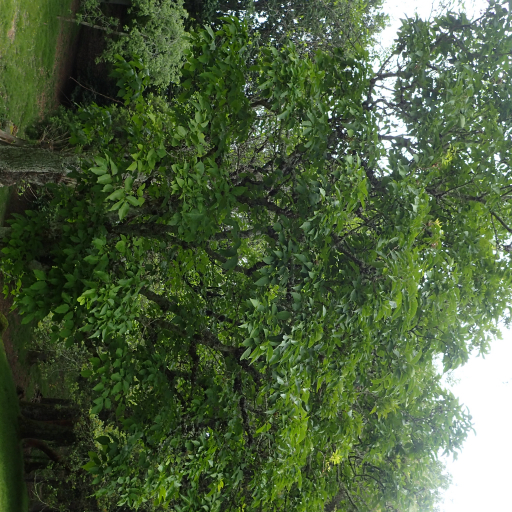 Chinese Ash (Fraxinus Chinensis) Plant Care & How to Grow, Water