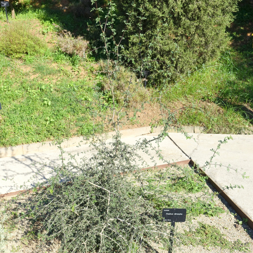 Wild Ash (Fraxinus Dimorpha) Plant Care & How to Grow, Water