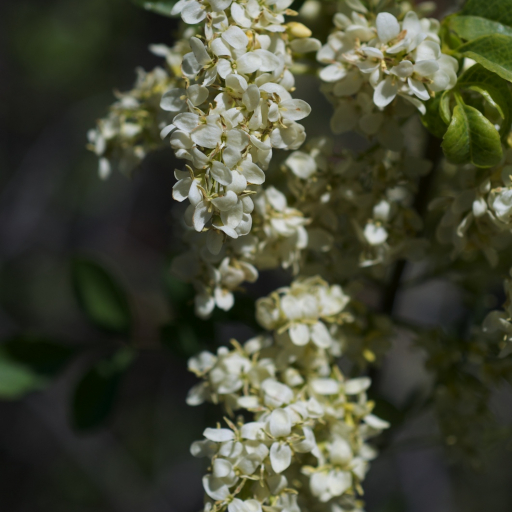 California Ash (Fraxinus Dipetala) Plant Care & How to Grow, Water