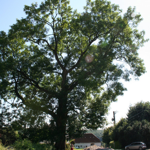 Common Ash (Fraxinus Excelsior) Plant Care & How to Grow, Water