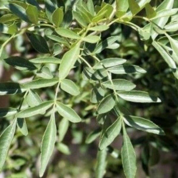 Gregg's Ash (Fraxinus Greggii) Plant Care & How to Grow, Water